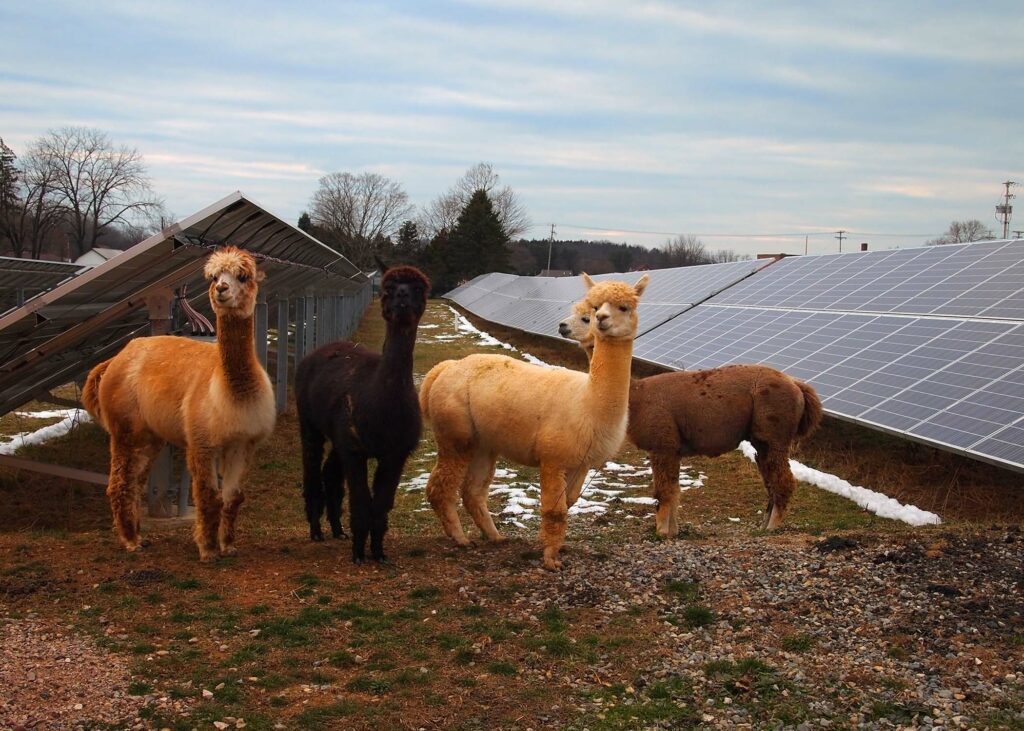 Ground-Mounted Solar Panels: Grazing Issues | Unbound Solar®