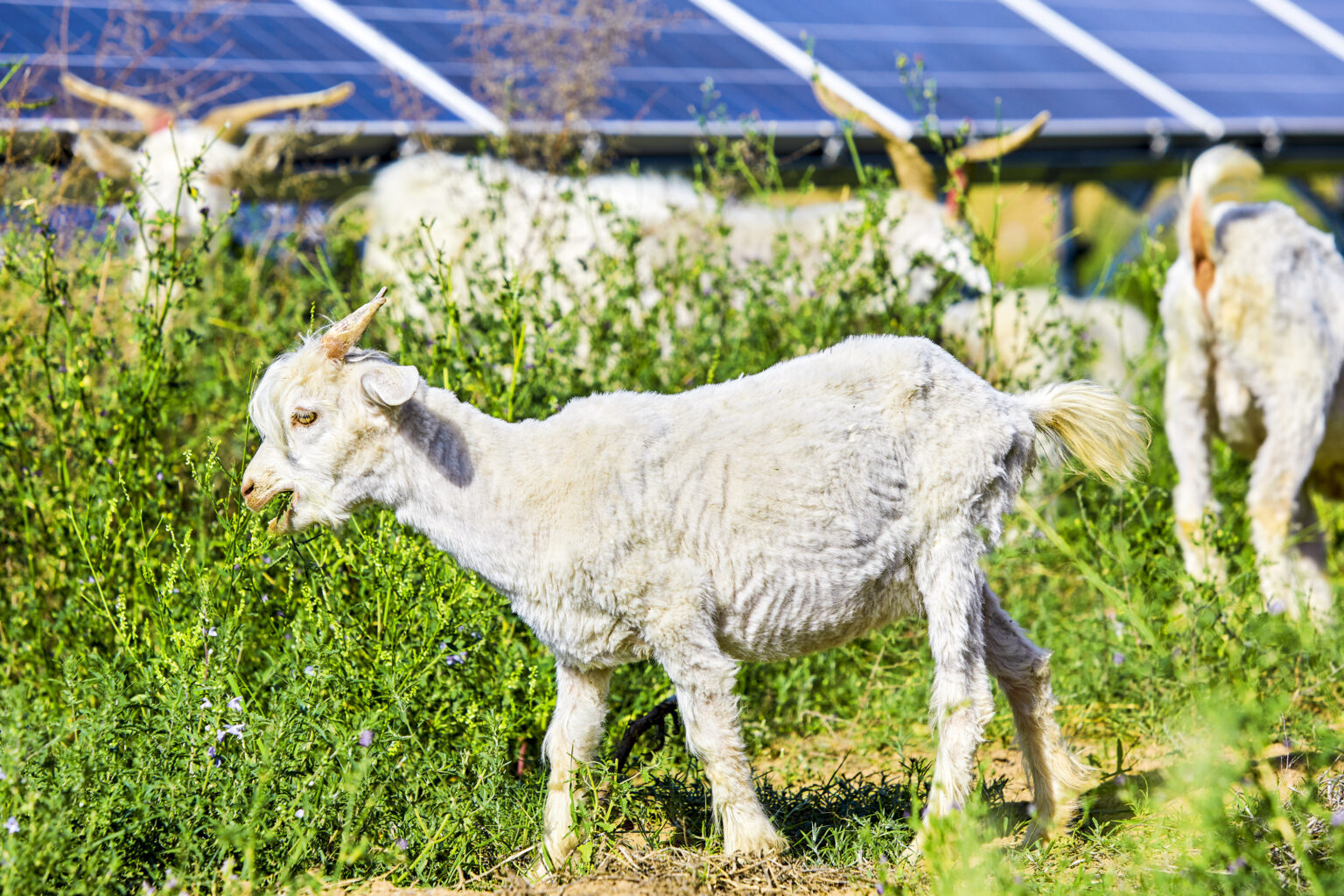 Solar Modules and Their Effects on Soil | Unbound Solar®